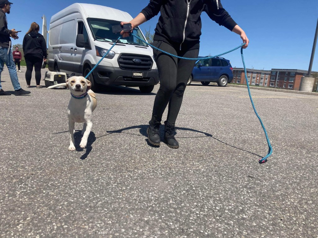 Homes For Paws Dog Rescue – Homes for Paws is a non-profit, dog rescue ...